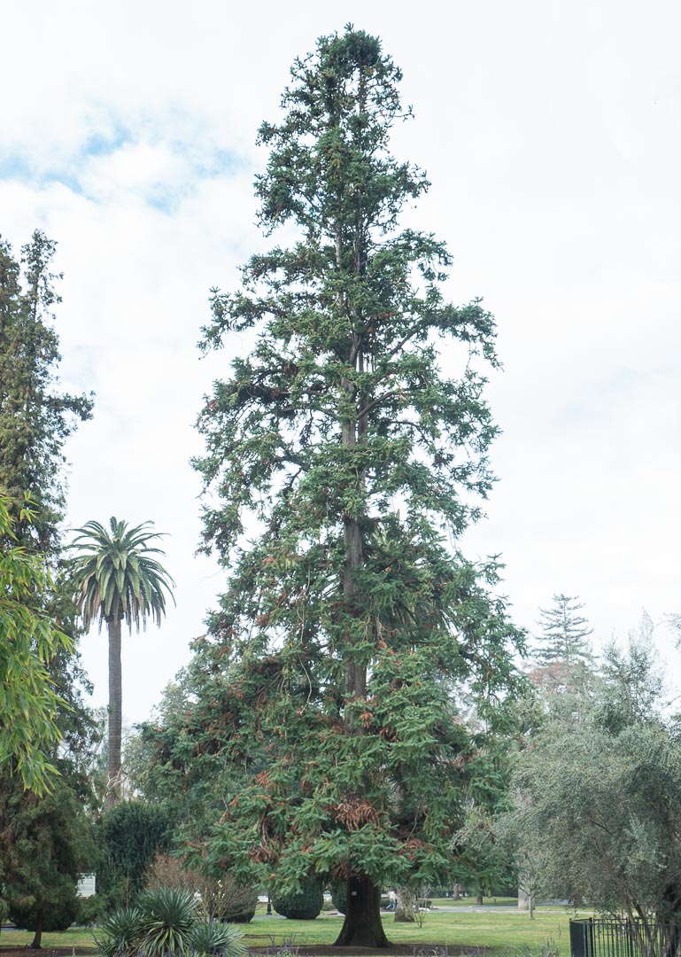 Cunninghamia lanceolata (China-fir) description