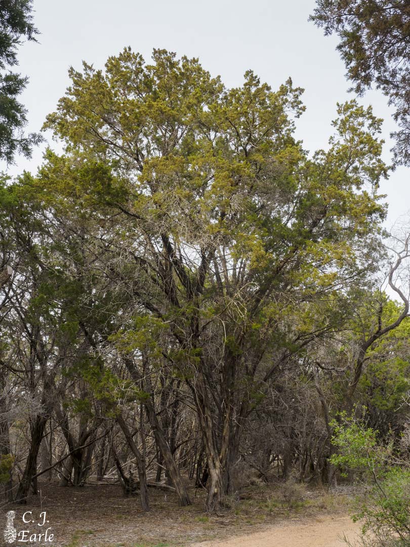 Cedar Trees In Texas Map