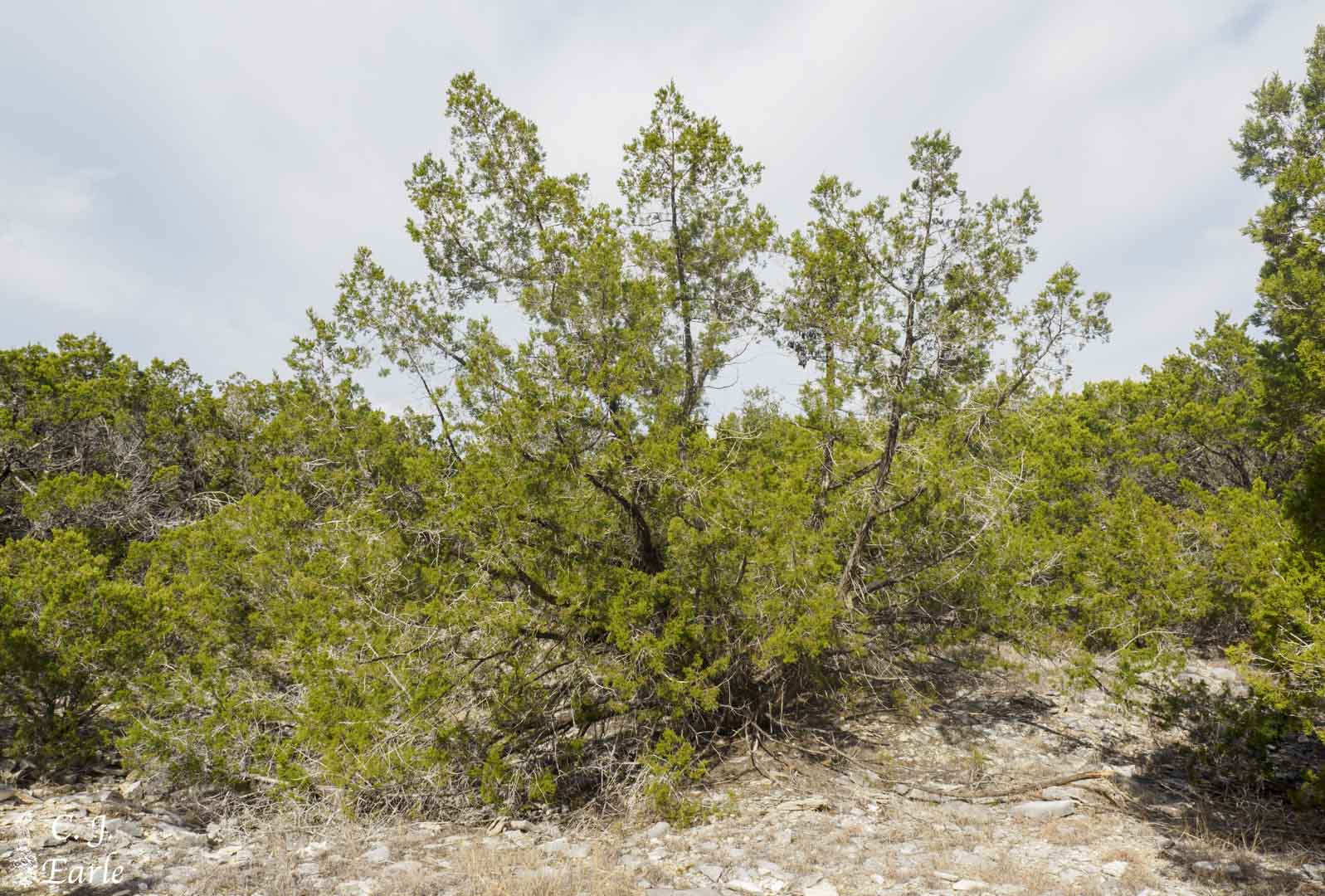 Texas Western Red Cedar Trees Western Red Cedar Tree Hi Res Stock