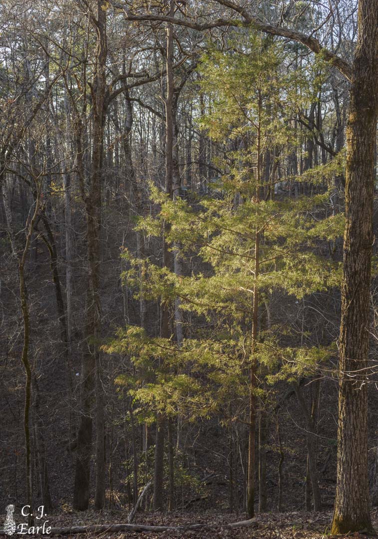 Young Eastern Red Cedar Juniperus Virginiana Tree Eastern Red Cedar