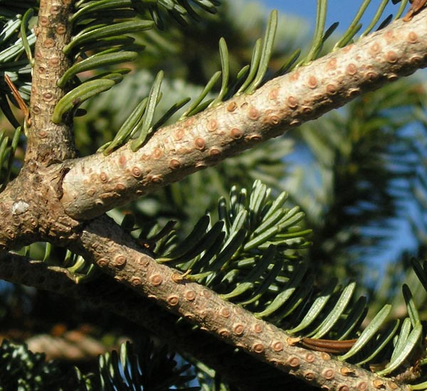 Fraser Fir Anatomy