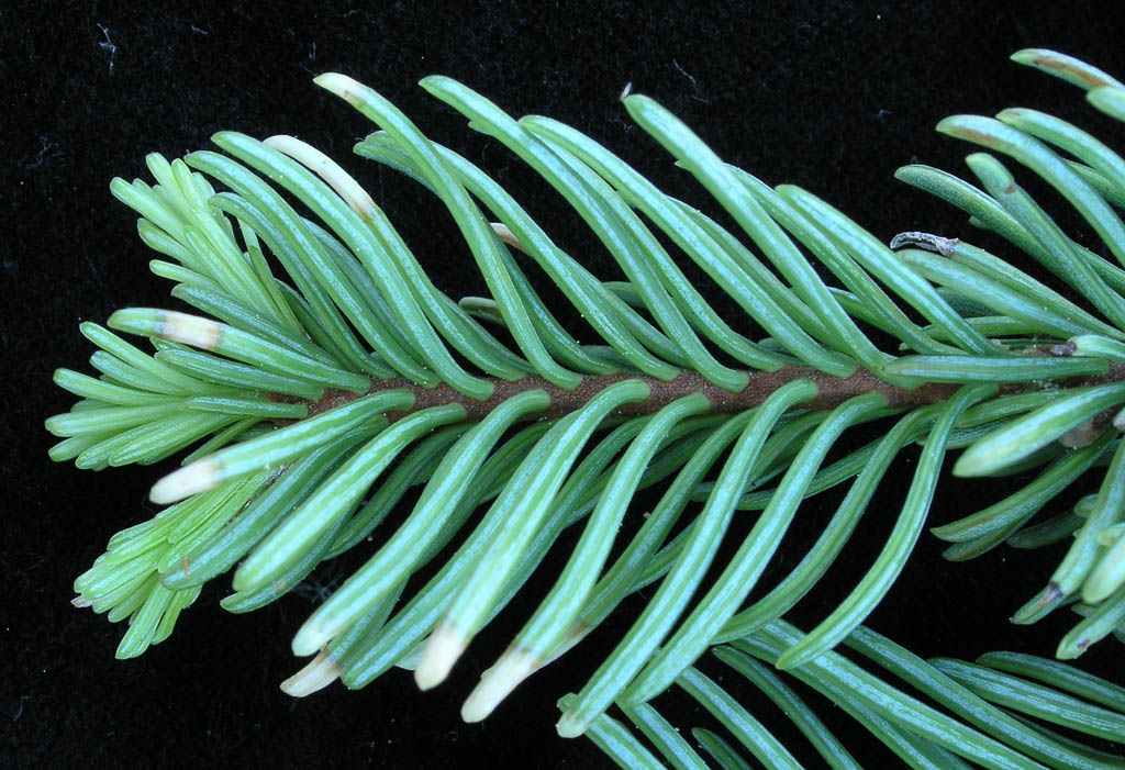 Abies magnifica (California red fir) description
