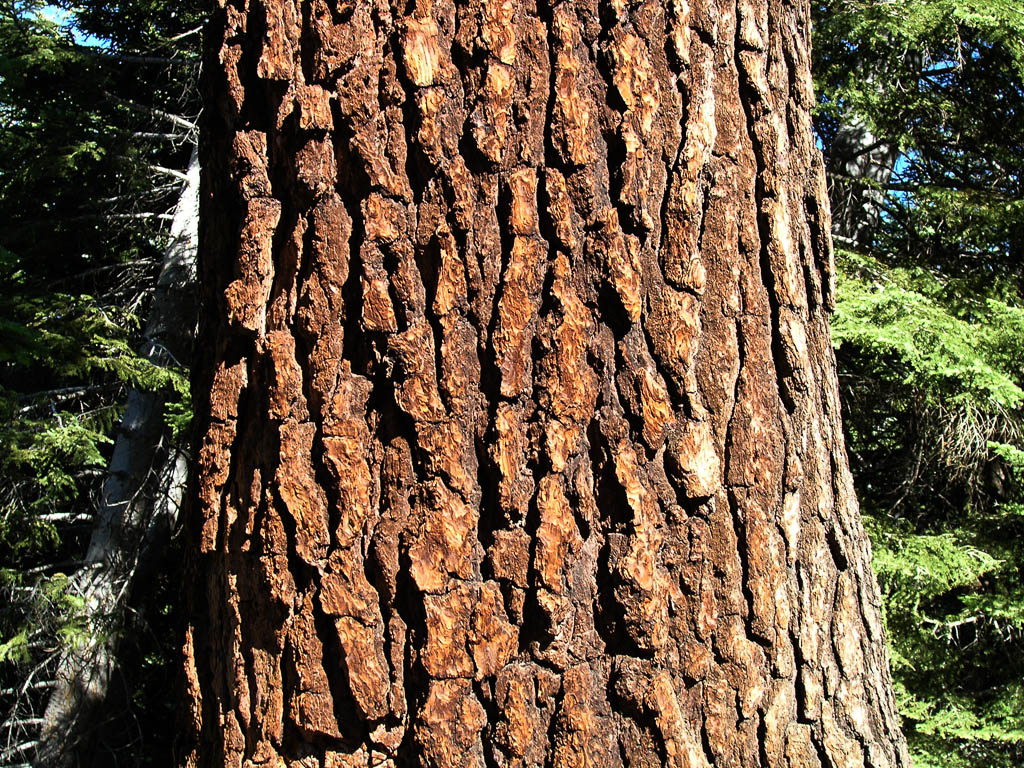 Shasta Red Fir Christmas Tree Photos: 55 Foot Christmas Tree Erected