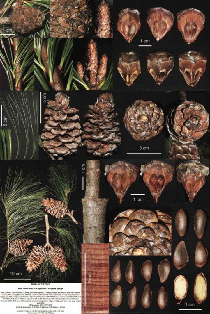 Gymnosperm Cone Development Thieves, Cones, And Hedgerows. A Short