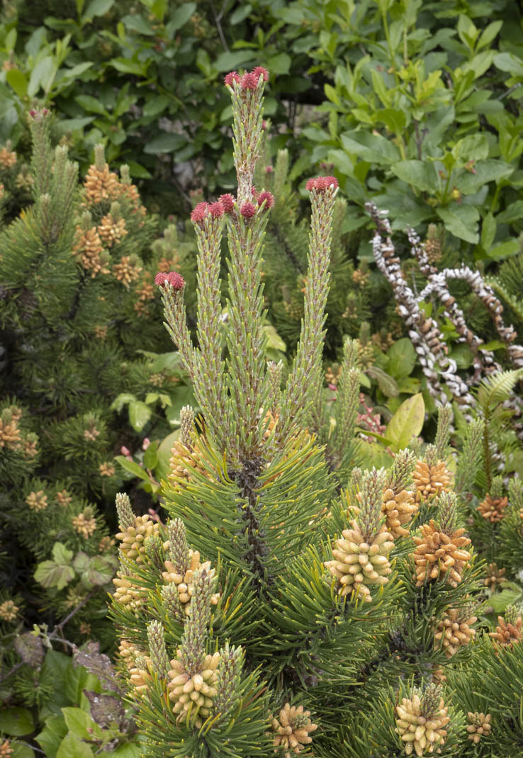 Pinus contorta subsp. contorta (shore pine) description - The ...
