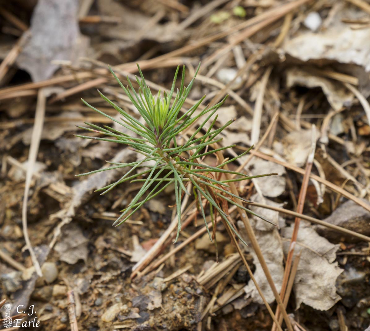 Pinus Taeda Loblolly Pine Coastal Studies Institute Pinus Serotina