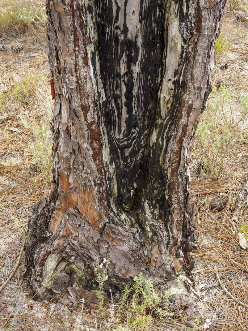 Pinus Elliottii Scientific Name