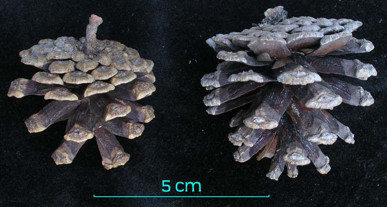 Pinus herrerae - Alchetron, The Free Social Encyclopedia