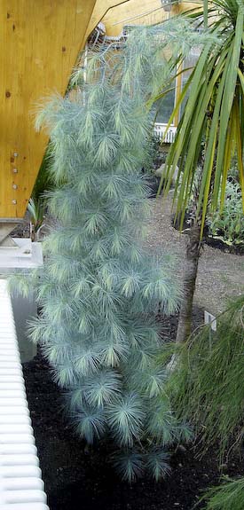 Pinus maximartinezii - Alchetron, The Free Social Encyclopedia
