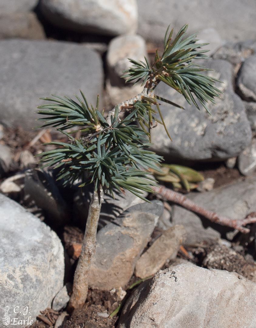 Single Leaf Pinyon And Bristlecone Pine