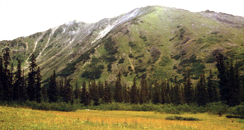 Picea obovata - Alchetron, The Free Social Encyclopedia