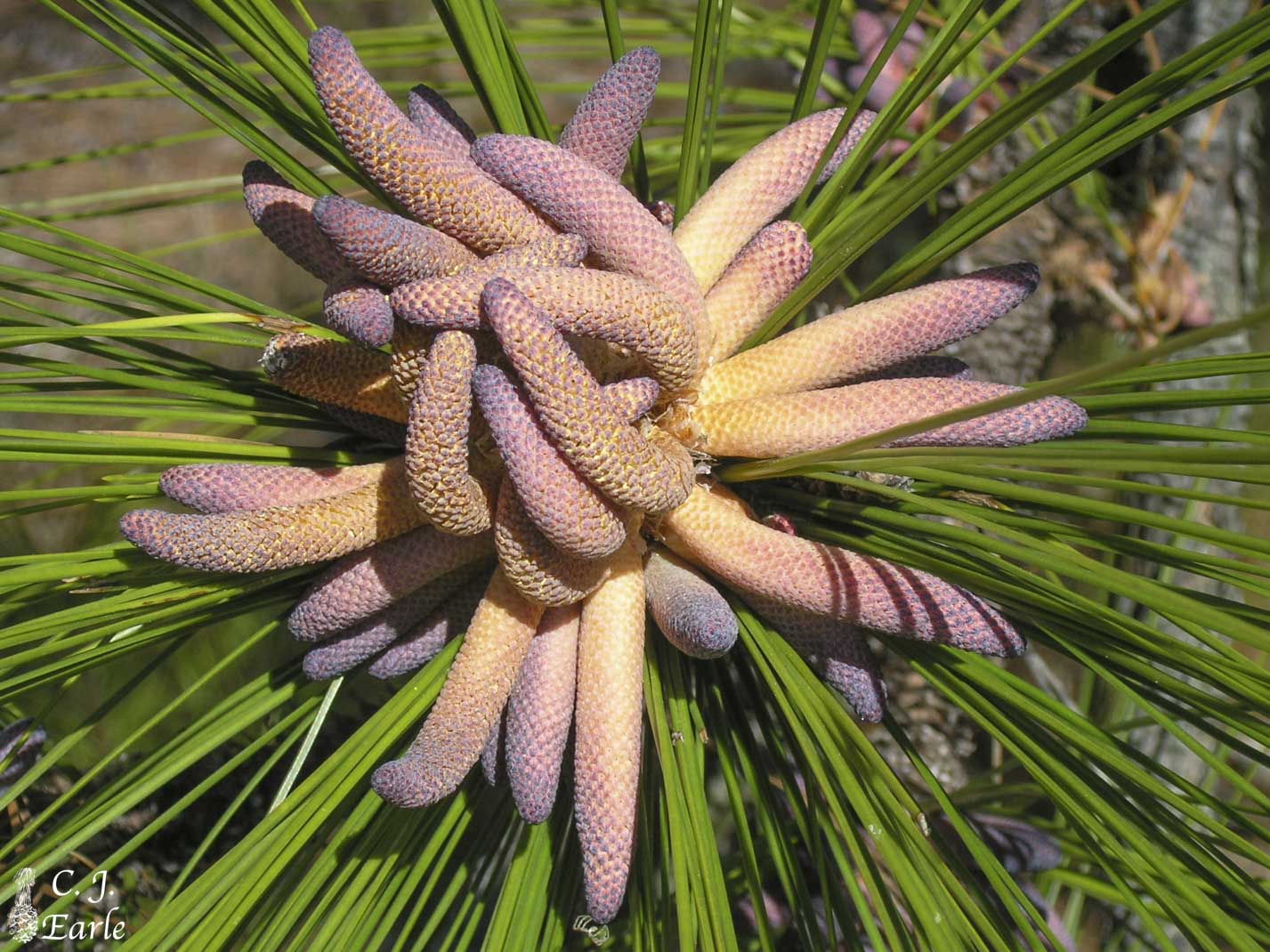 Pinus palustris – UF Dendrology