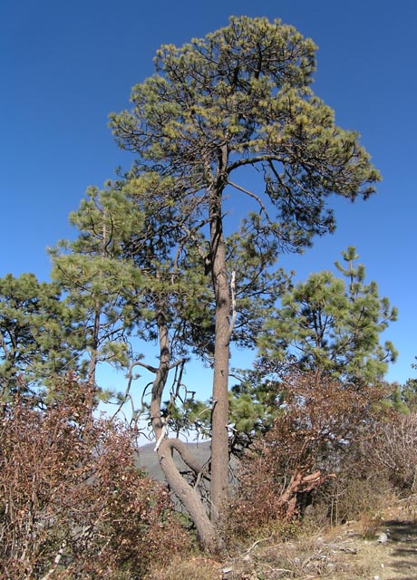Arizona Pine Trees