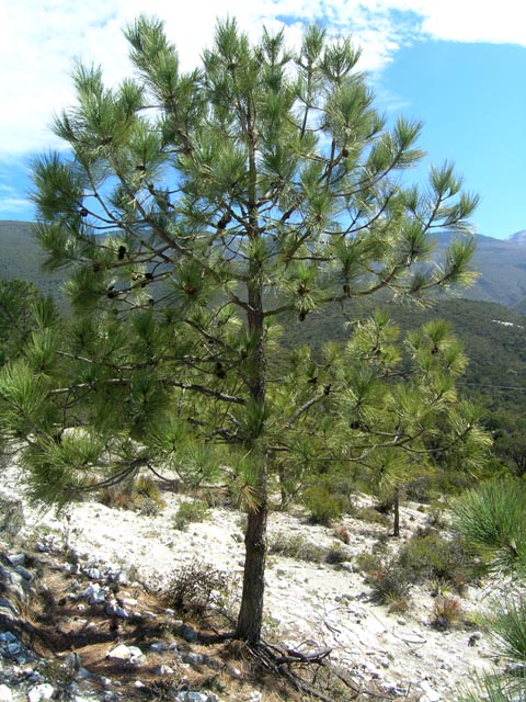Pinus arizonica - Alchetron, The Free Social Encyclopedia