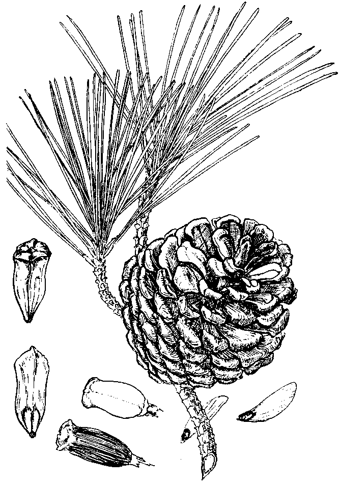 Red Pine Drawing
