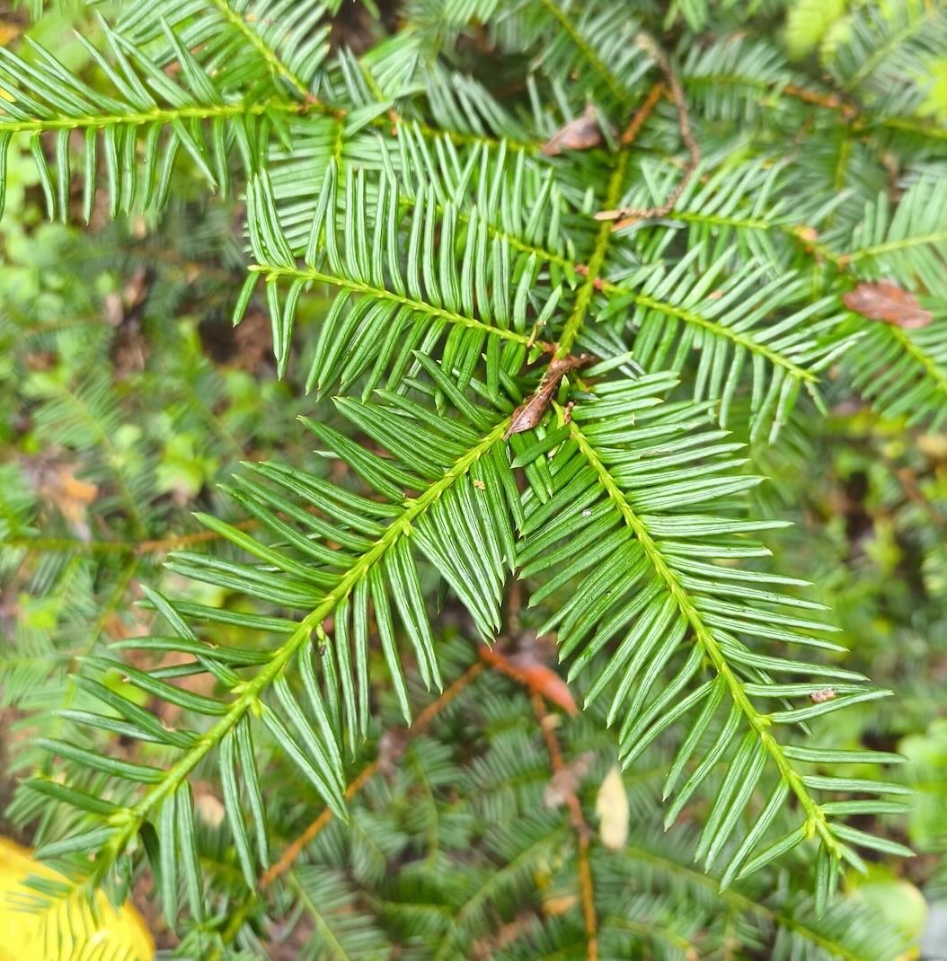 Japanese Yew Tree