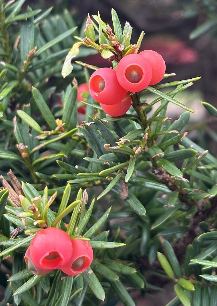 Japanese Yew Shrub Varieties
