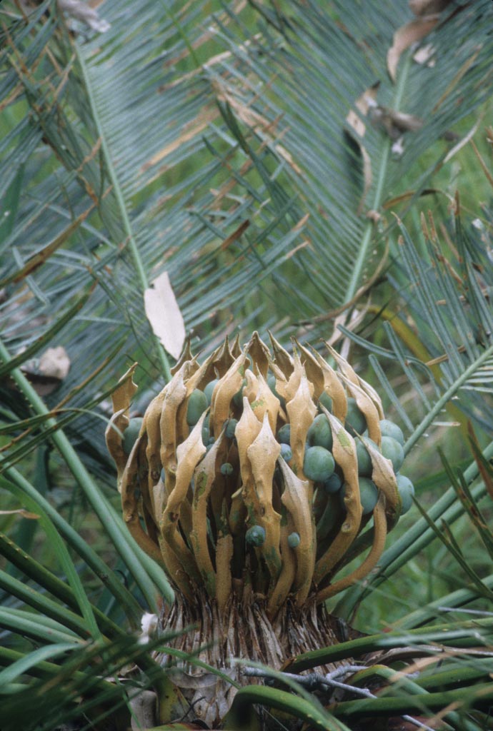 Cycadaceae and Cycas (Cycad family and genus) description